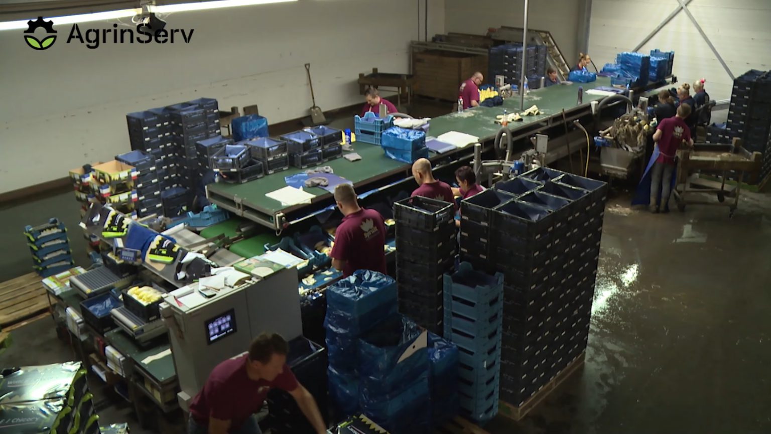 Spruit Witlofkwekerij - AgrinServ